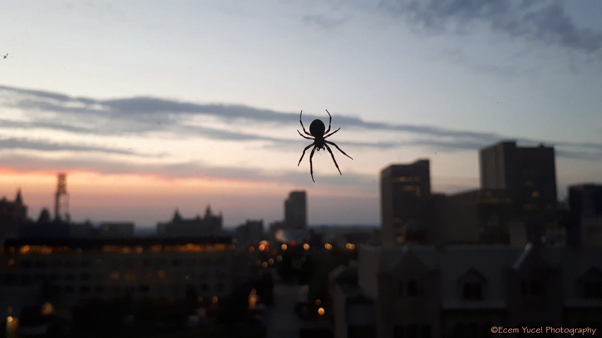 Ode to Spiders. Spiders – They follow me everywhere… | by Ecem Yucel | The Junction | Medium