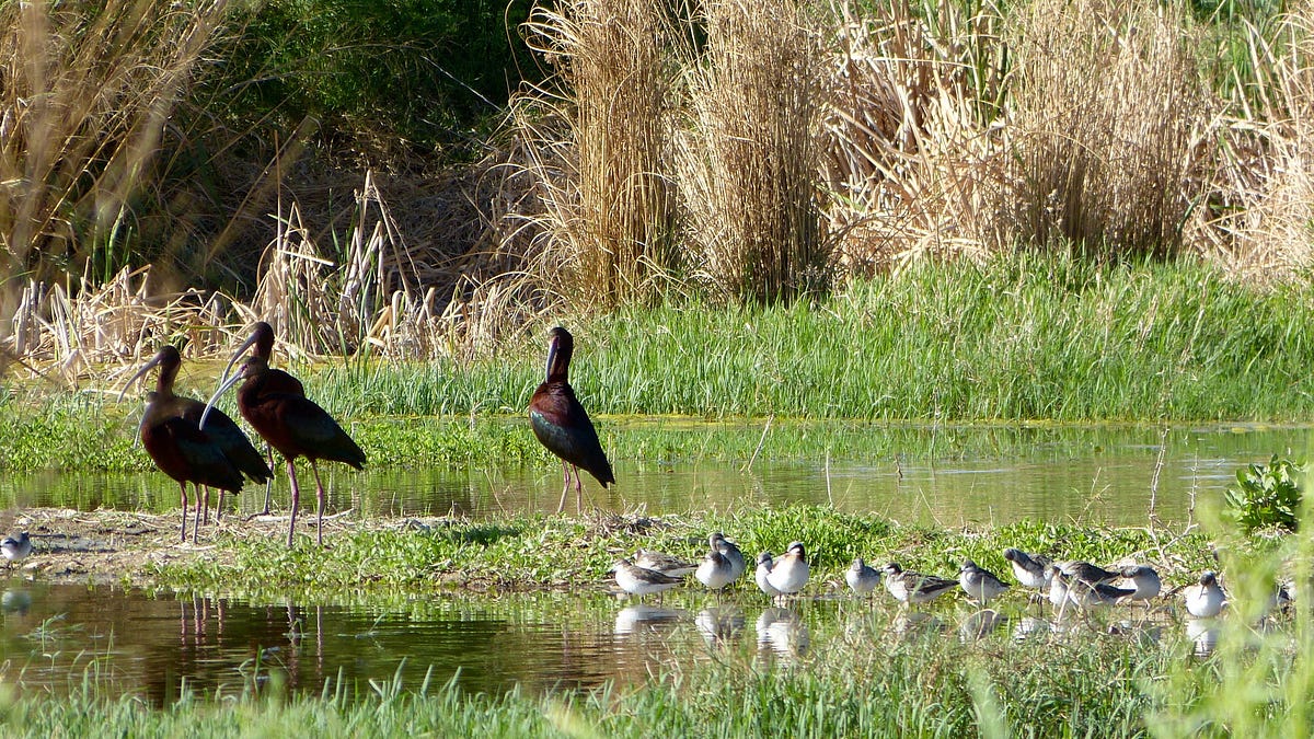 10 Easy Ways You Can Help Birds. This year, bird conservationists are ...