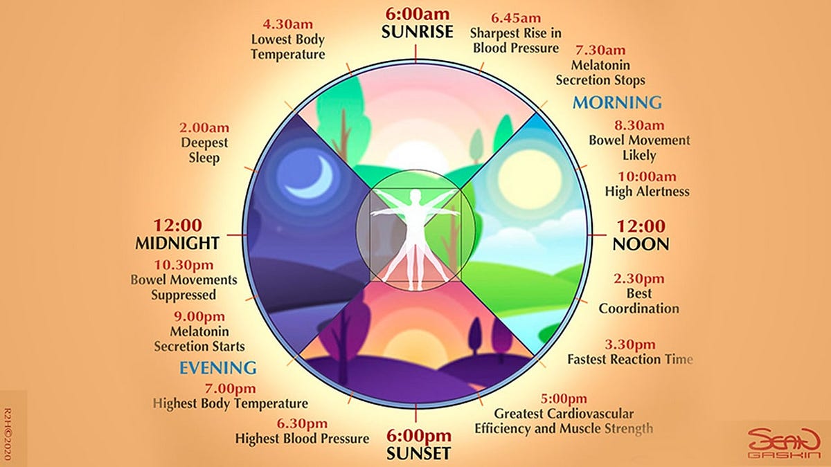 Circadian Rhythms Dictate Our Lives — Heres How To Build Your Schedule