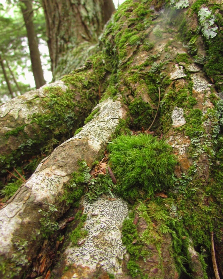 Human / Nature. Human nature is attempting to explain… | by Emmyke | Medium