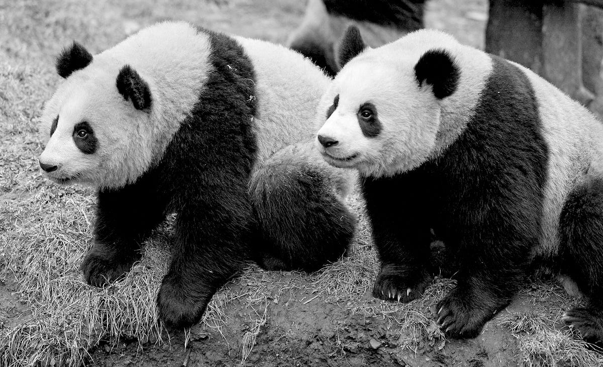 Next Steps with Pandas and Modeling | by Dale Smith, Ph.D. | TDS ...