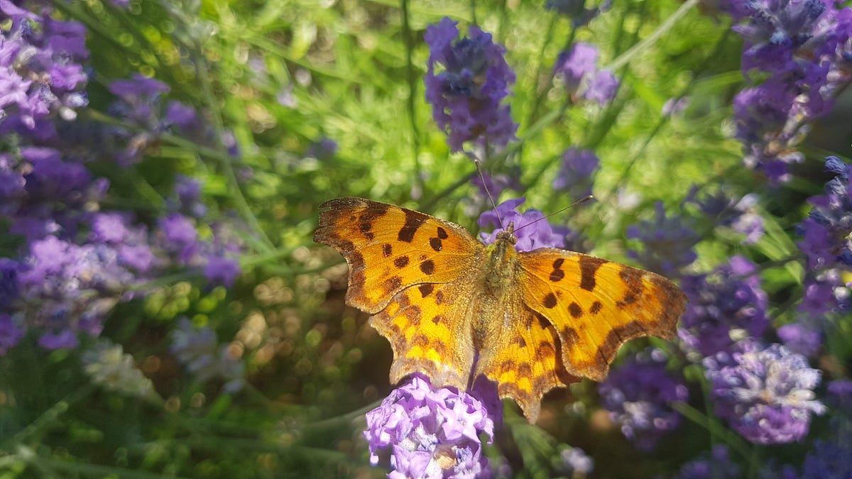 A Lazy Comma. It’s butterfly season! | by Ella Read | Weeds ...