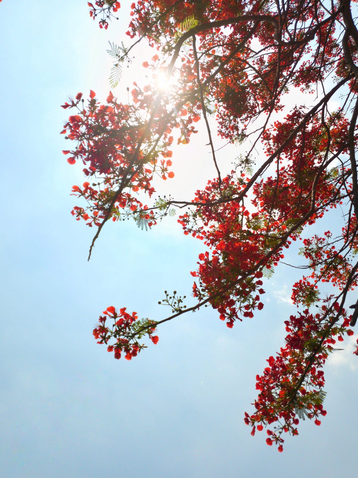 A Memory. I am not sure if there is a word in the… | by Cathy Joy | Medium