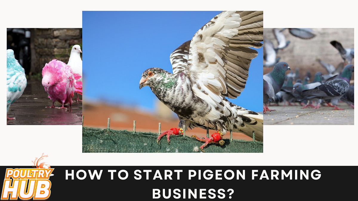 How to Start a Pigeon Farming Business? | Best Pigeon Farming | by ...
