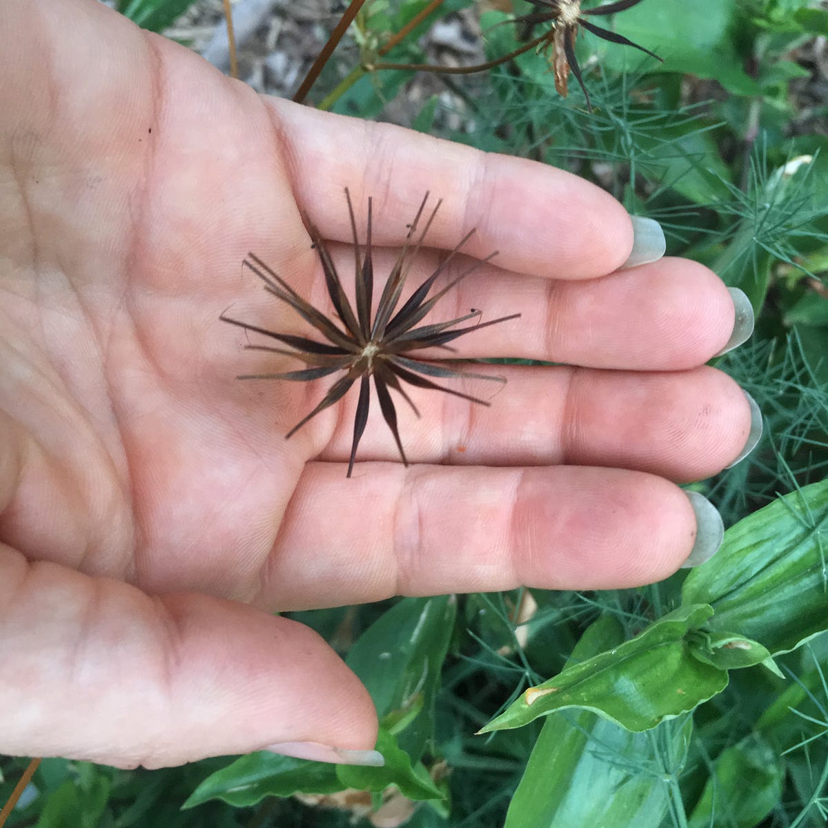 Self-Seeding in the Garden Farm. Basic principles & tips for seed ...