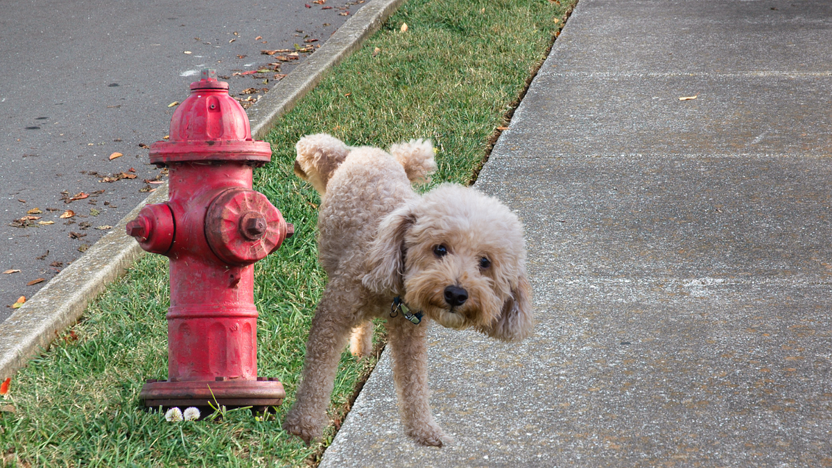 Here’s Why Your Dog’s Affinity for Fire Hydrants Runs Deep | by Dog ...