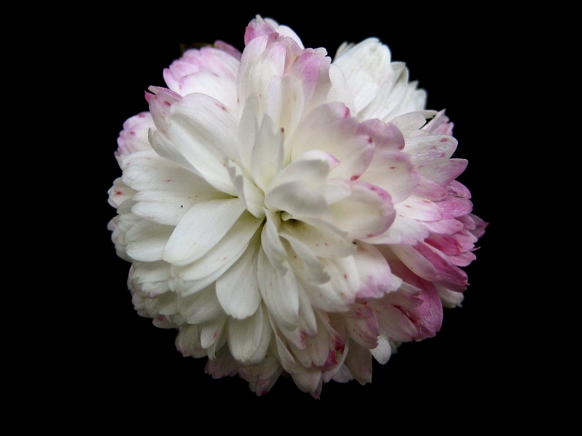 Wabi-Sabi. The subject of accepting one’s age… | by Ellen Wade Beals ...