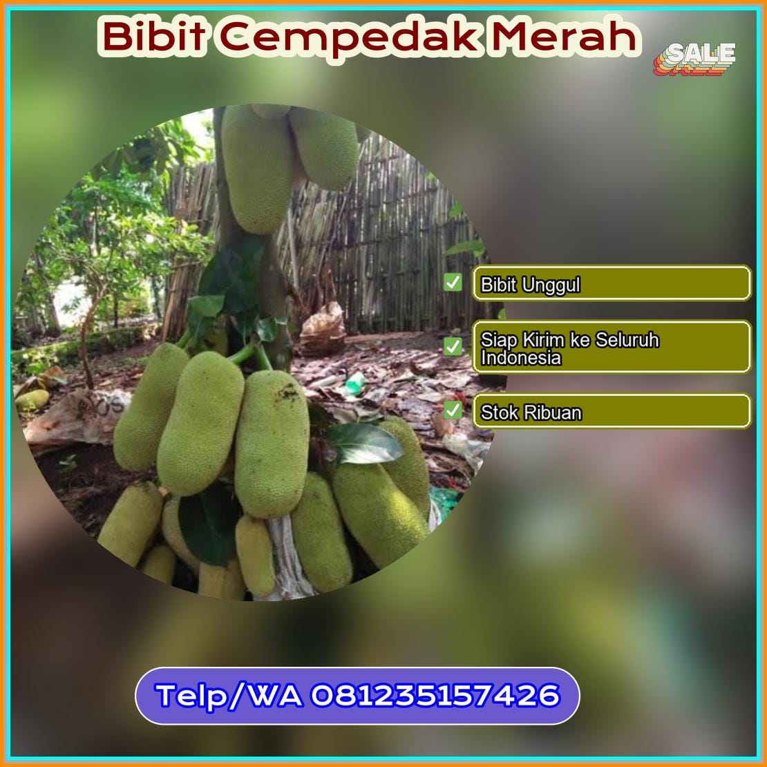 Supplier Bibit Cempedak Merah Bantul - Ezio Asoka - Medium