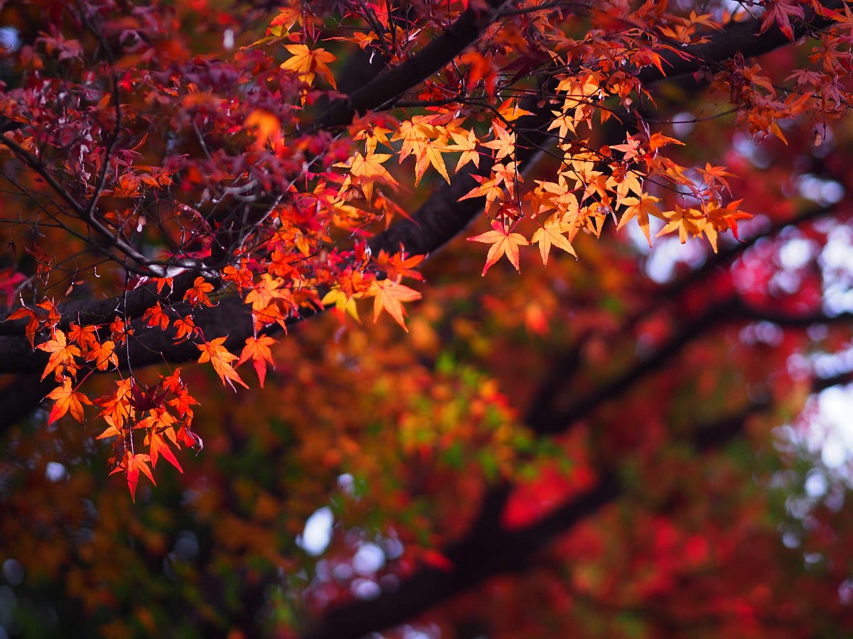 Photographs Don’t Always Describe Reality | by Yasuo Takeuchi | Neutral ...