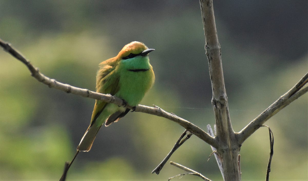 05 Beautiful Stories About Nature and Wildlife | by 🌍 M Rahman | The ...