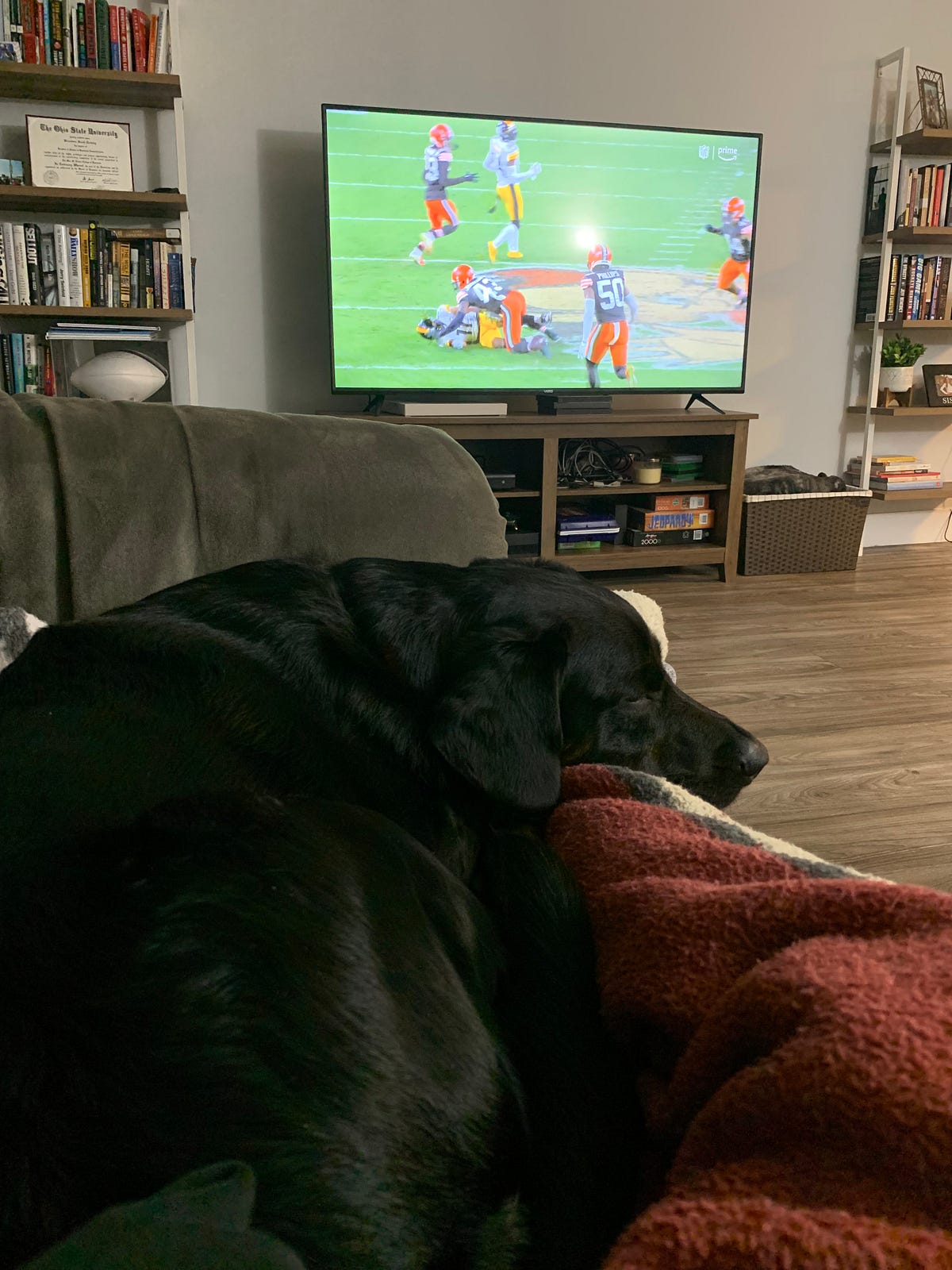 Man’s Best Fan. An ode to watching football with my dog | by Brandon ...