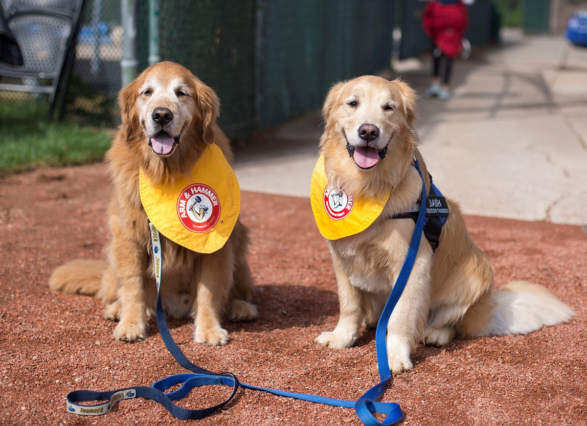 DASH IS HAVING A FUN FILLED SEASON - Trenton Thunder Baseball - Medium