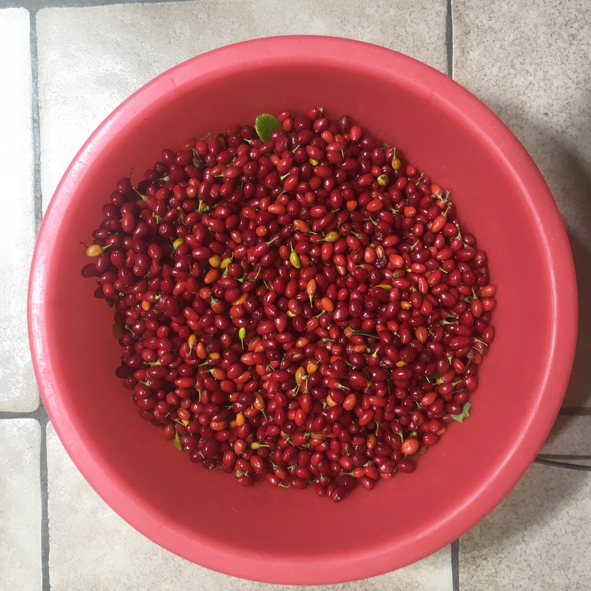 Coca Seed Germination — Ubotany. 1. Seed Characteristics: | by ...