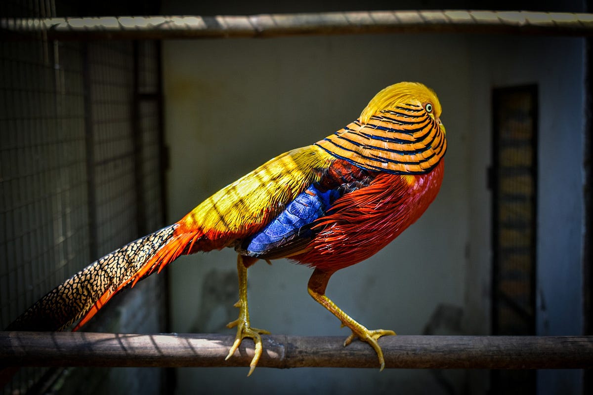 7 Things About Golden Pheasant You Need To Know | by Pets Of usa | Medium