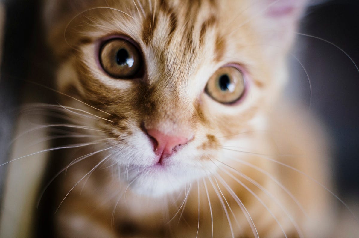 8 ways to become best friends with your cat | by Feliway | Chilled Cat ...