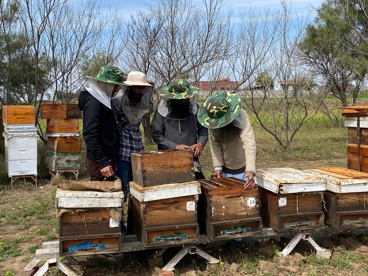 Beekeeping in Pakistan: A Sweet Success | by Dawood Nasir | Medium