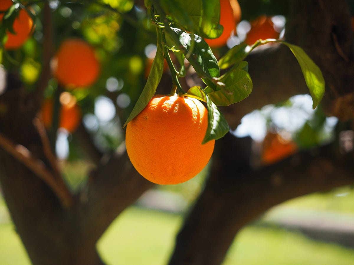 The Orange Tree. In a small Caribbean village nestled… | by Lystra ...