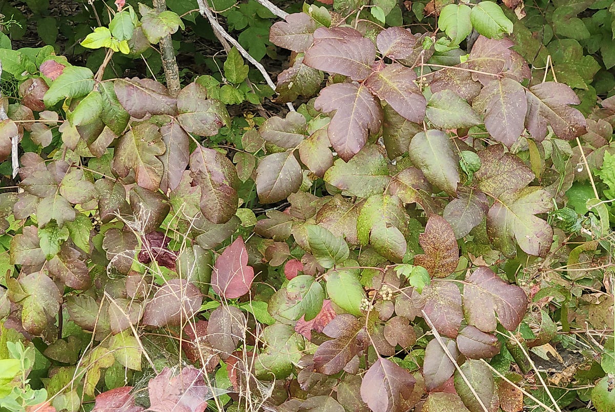 Beyond the Itch: The Shape-Shifting Eastern Poison Ivy | by Tim ...