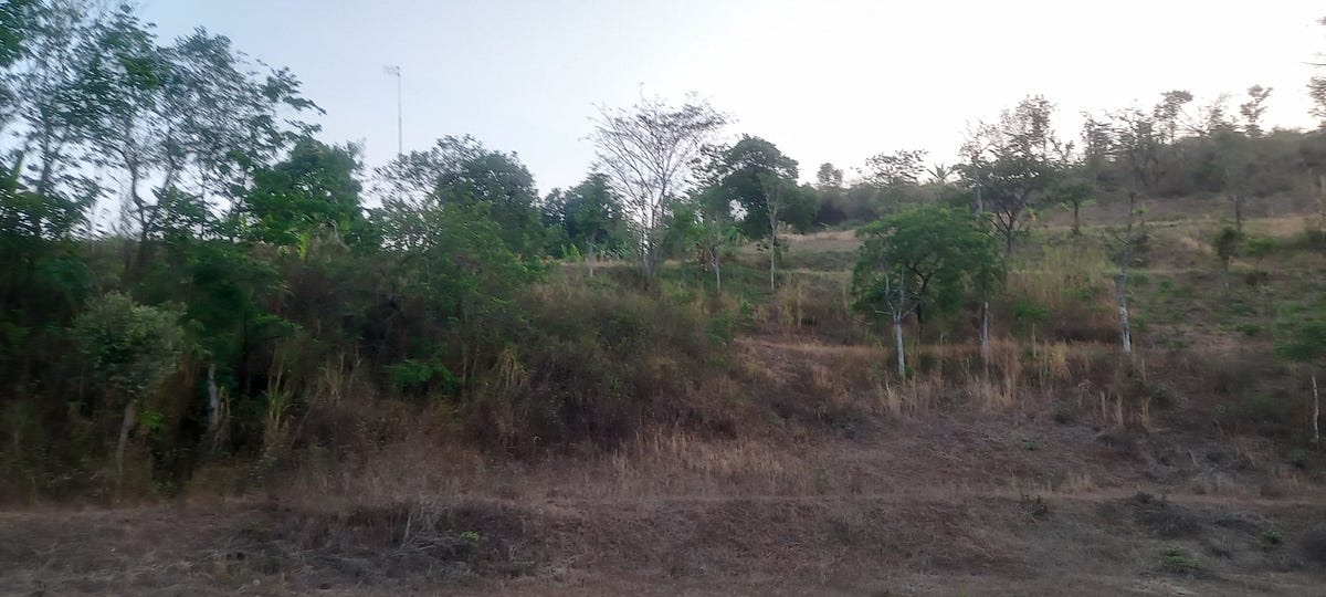 Pandaan soil, not sand - Sparisoma Viridi - Medium