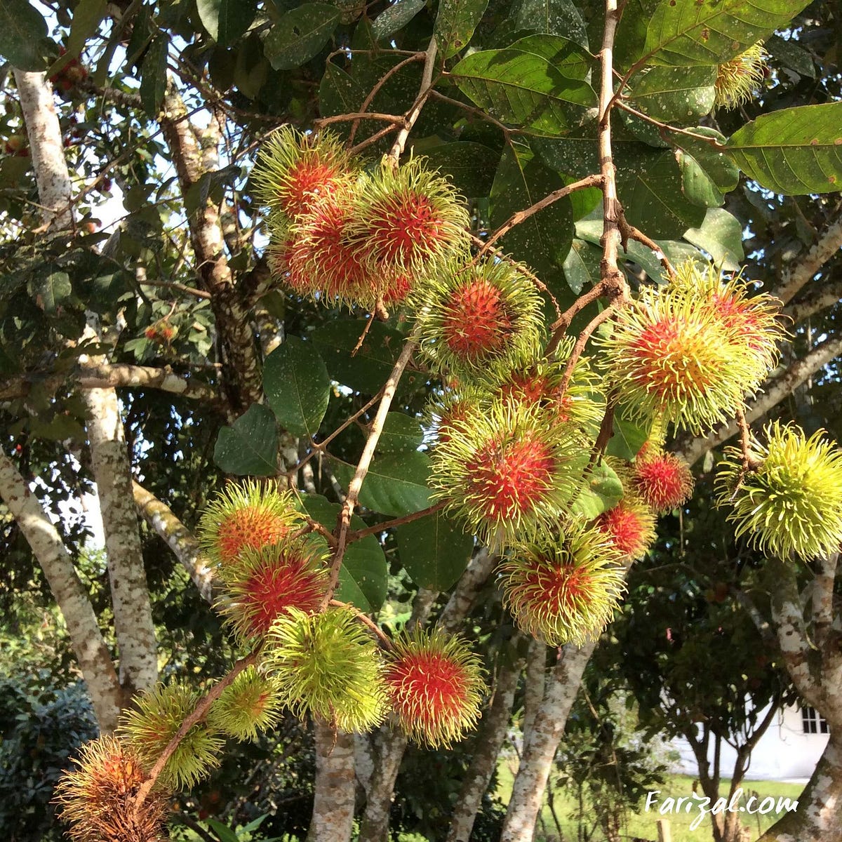The Rambutan. The rambutan (/ræmˈbuːtən/, taxonomic… | by Farizal | Medium
