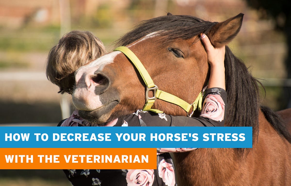 How to Decrease Your Horse’s Stress with the Veterinarian | by Fluxergy ...