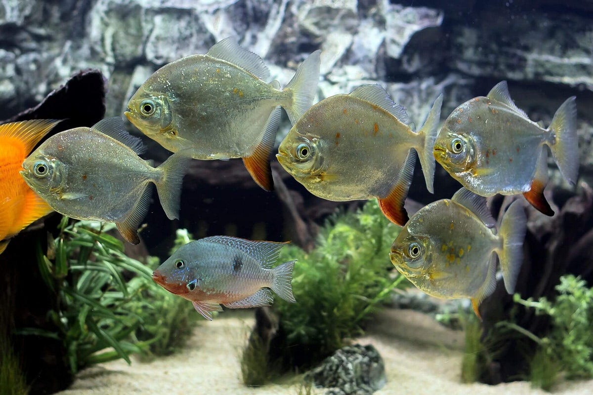 When My Fish Started Noticing Me — I Realized This Wasn’t Just a Hobby ...