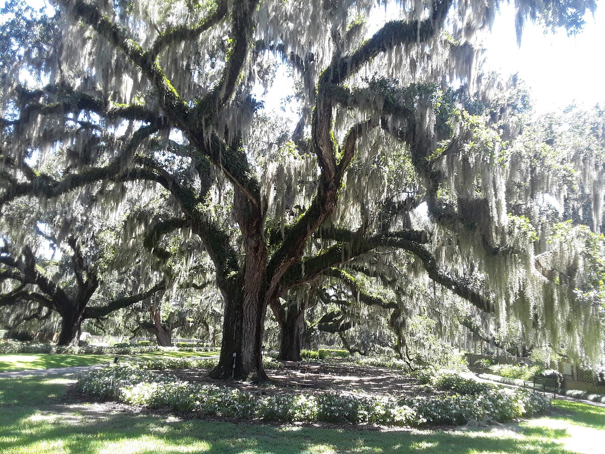Oneness with the Trees. Feeling the connection | by Bernadette DeCarlo ...