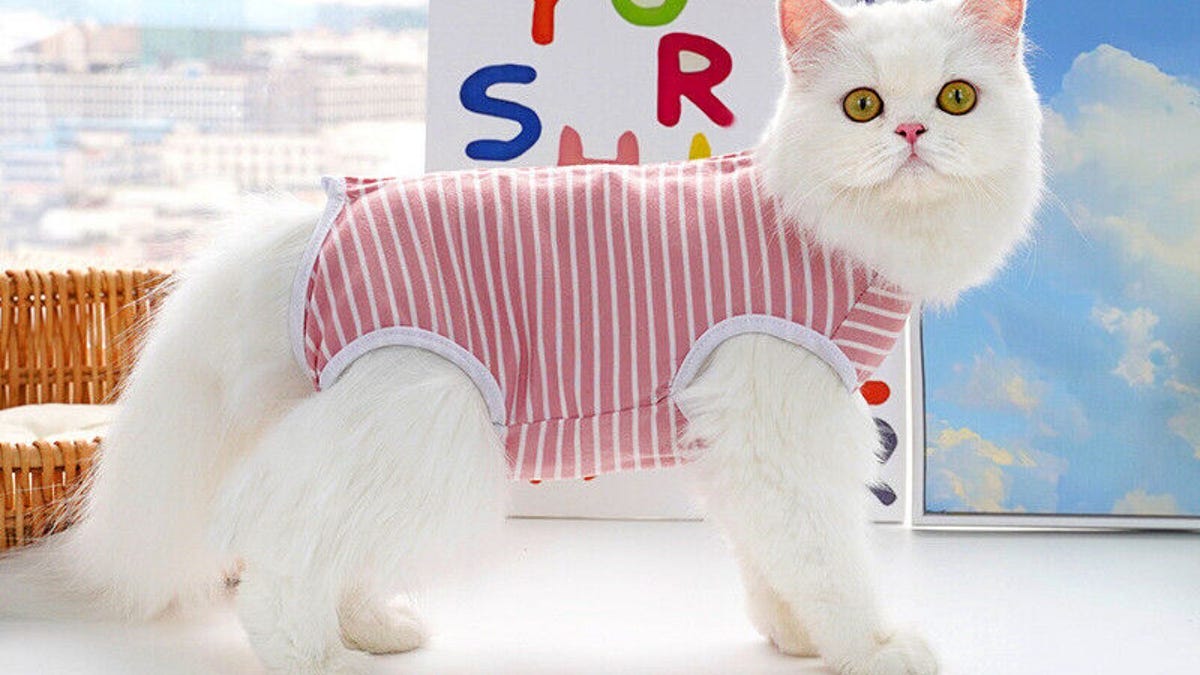 How can I prevent infections after neutering my pet ? | Medium