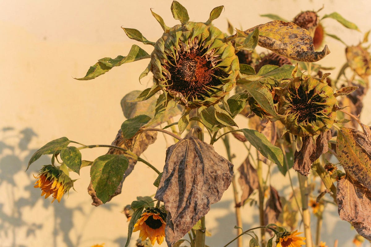 My Mom Had Alzheimer’s. I Don’t Worry About It Happening to Me. | by ...