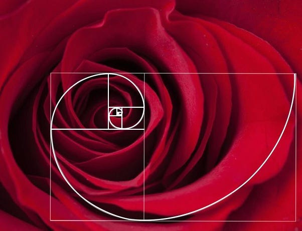 Fibonacci Sequence Rose Fibonacci Rose Hi Res Stock Photography And