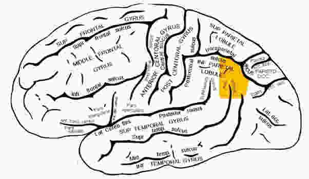 Angular Gyrus Brain And Lobes