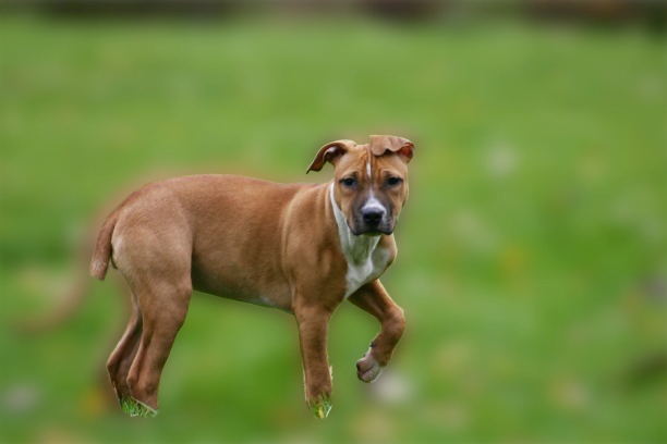 Pitbull With Cropped Tail