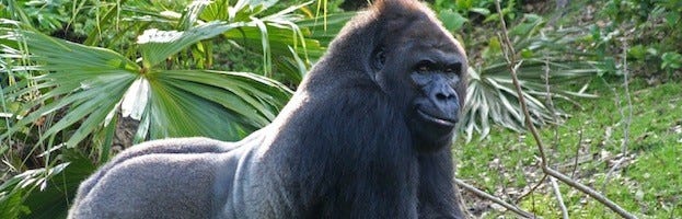 Weregorilla