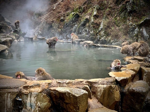 Japanese Hot Tub Monkeys