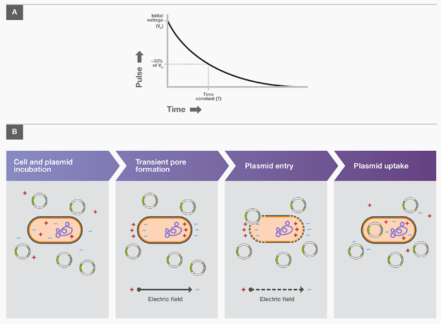Bacterial Transformation Heat Shock
