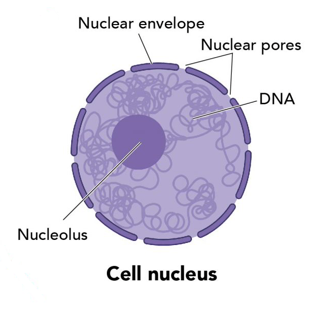Structure Of A Generalized Cell