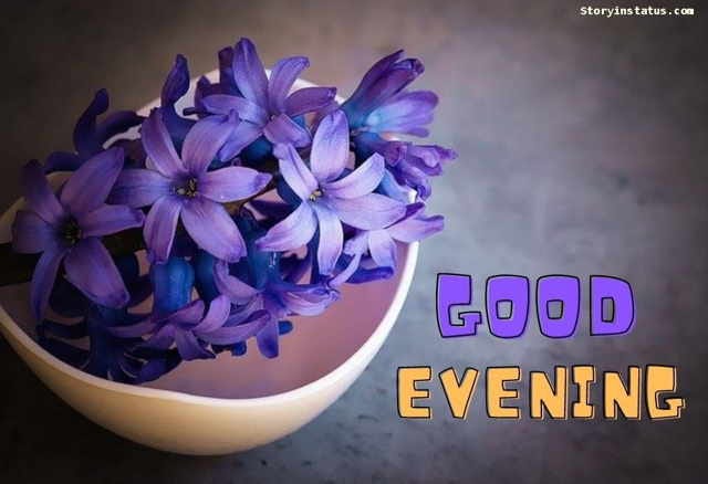 Beautiful Evening Flowers