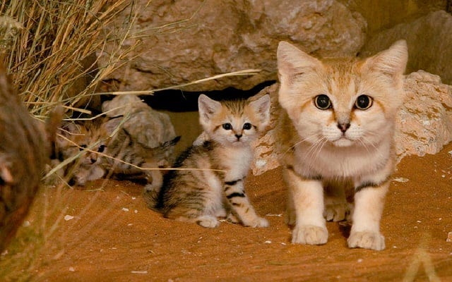 The Sand Cat – The Fierce Kitten of the Desert – New and Tips