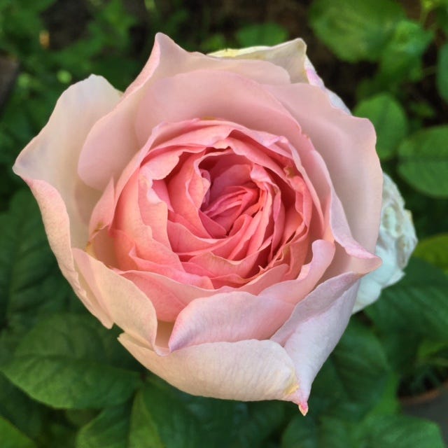Beautiful Fragrant Garden Roses Rose About Face (Bareroot) Bicolor,