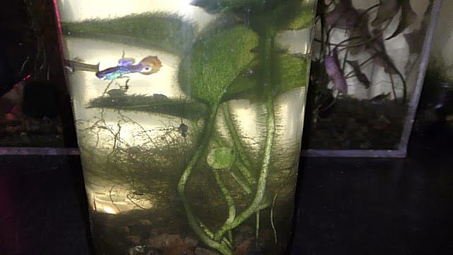 Pothos Plant Aquarium