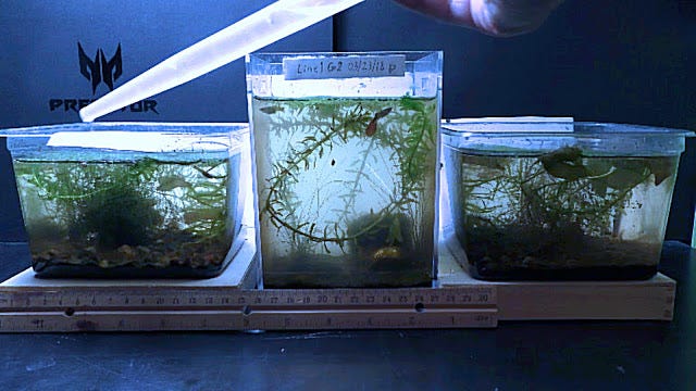 Ostracods In Fish Tank