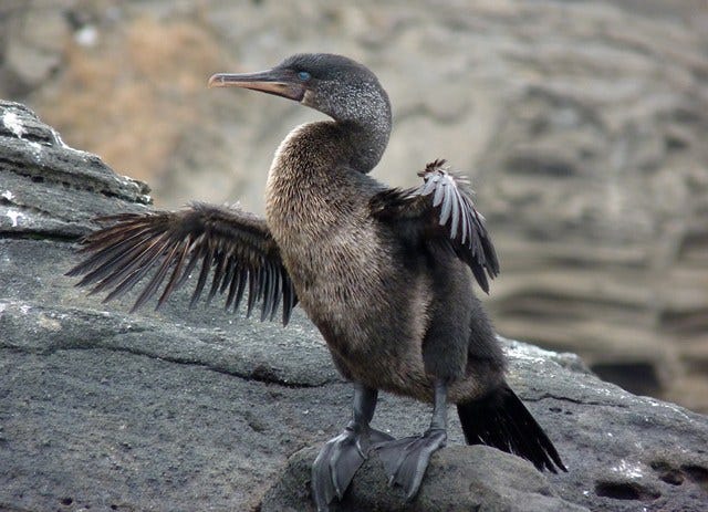 Cormorant Bird Feet