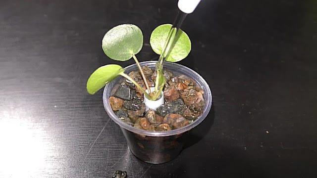 Money Plant In Water