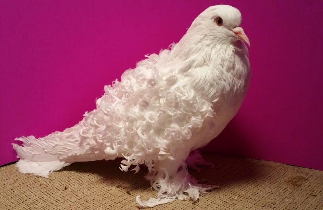 Fancy Pigeons