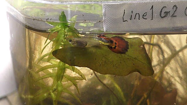 Baby Guppies Guppy Behavior Myths And Realities | By Michael Langerman
