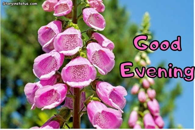 Good Evening Images Flowers
