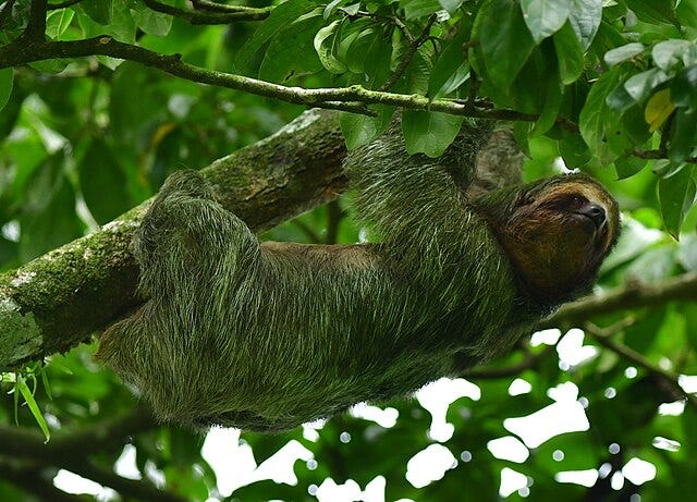 Sloths Hanging