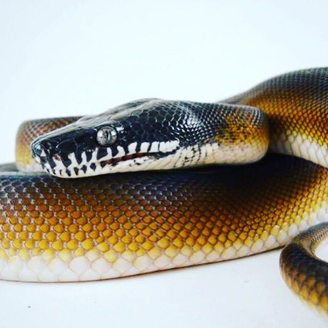 White Lipped Python: Care Guide Species Profile Everything, 41% OFF