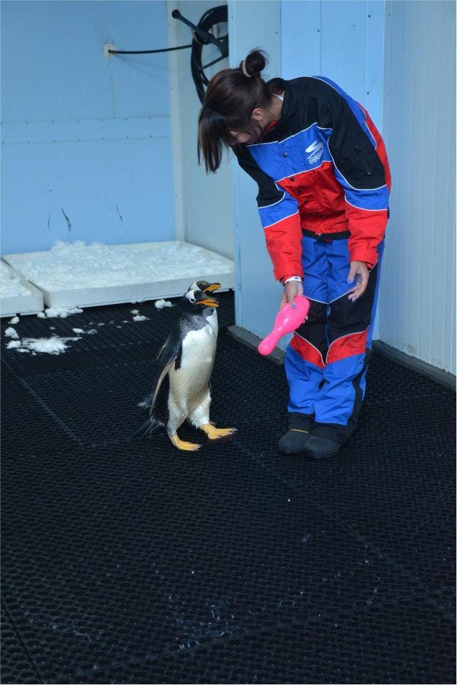 Person Hugging Penguins
