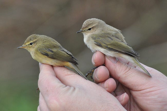 Common Chiffchaff